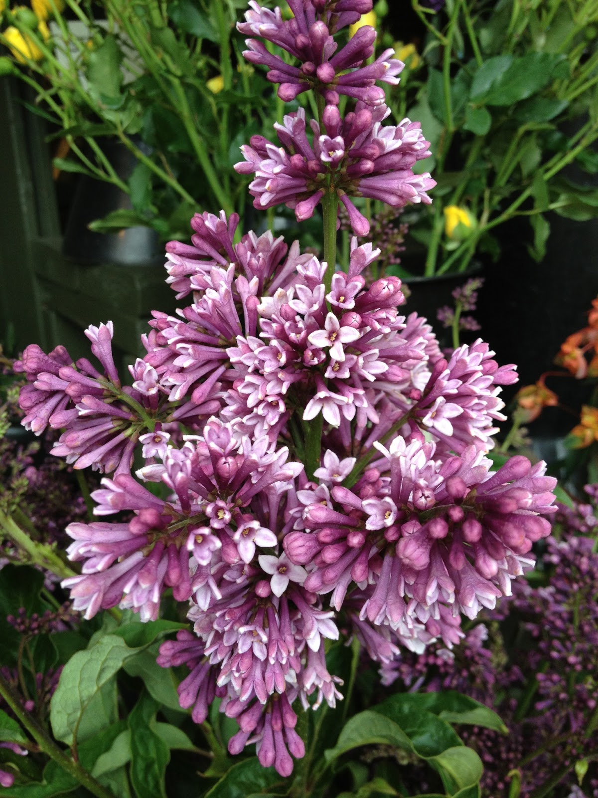 The Blue Kazoo: Eclectic Inspiration