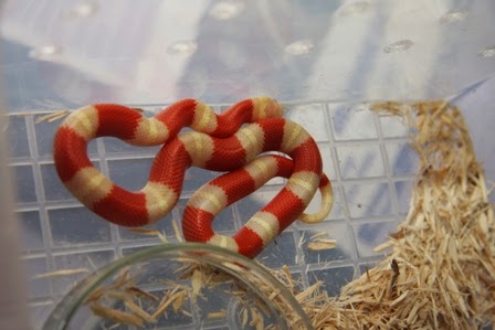 PDGS Reptile Community: Ular Susu