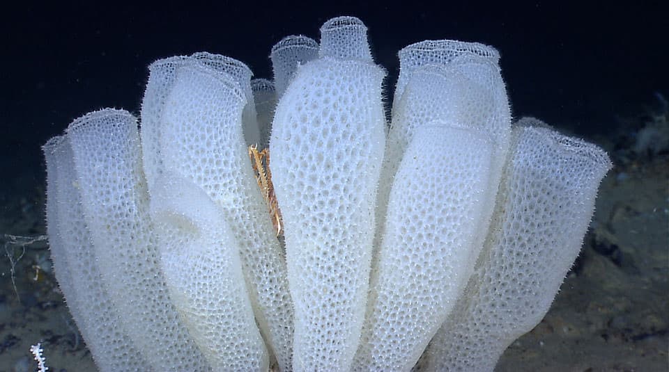 Jo-Anne's Ramblings: Indestructible Creatures/Glass Sponge
