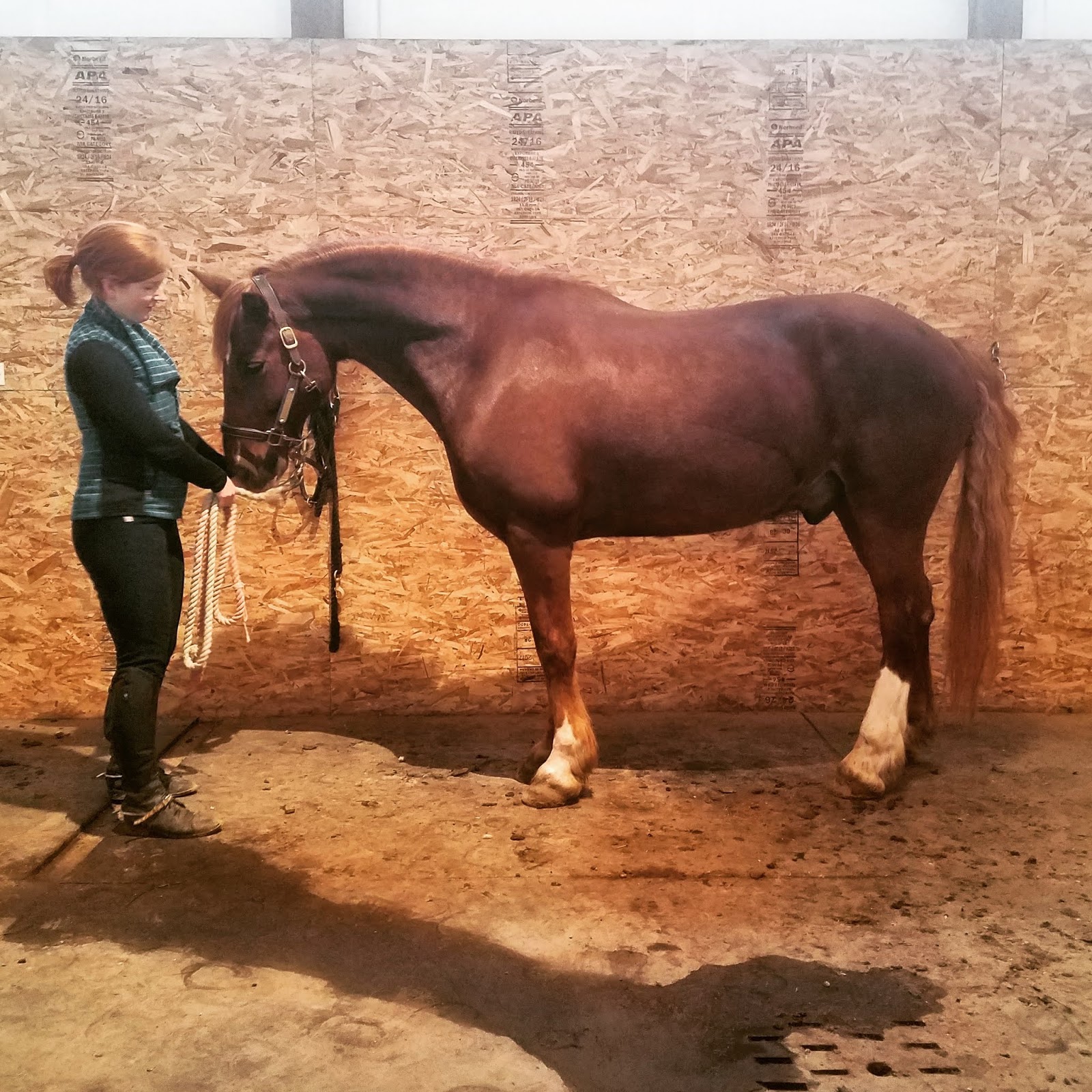 An Optimist, a Pony, and a Pug: 2018