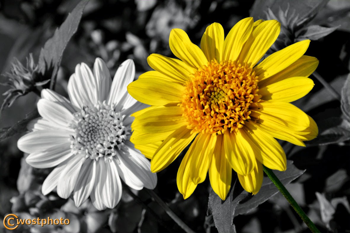 sjl photography: Layered Photos - Low Relief Bas Relief Photography