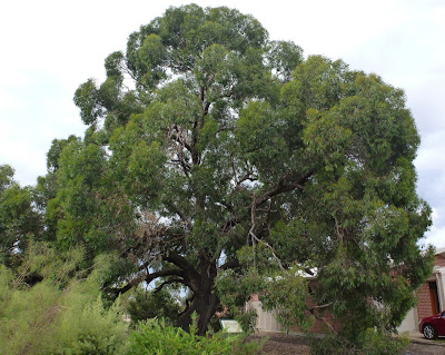 Wimmera...way back when: Historic trees