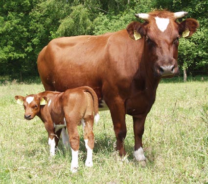 Kinderboerderij Skik Hoogkarspel: Het Brandrode Rund