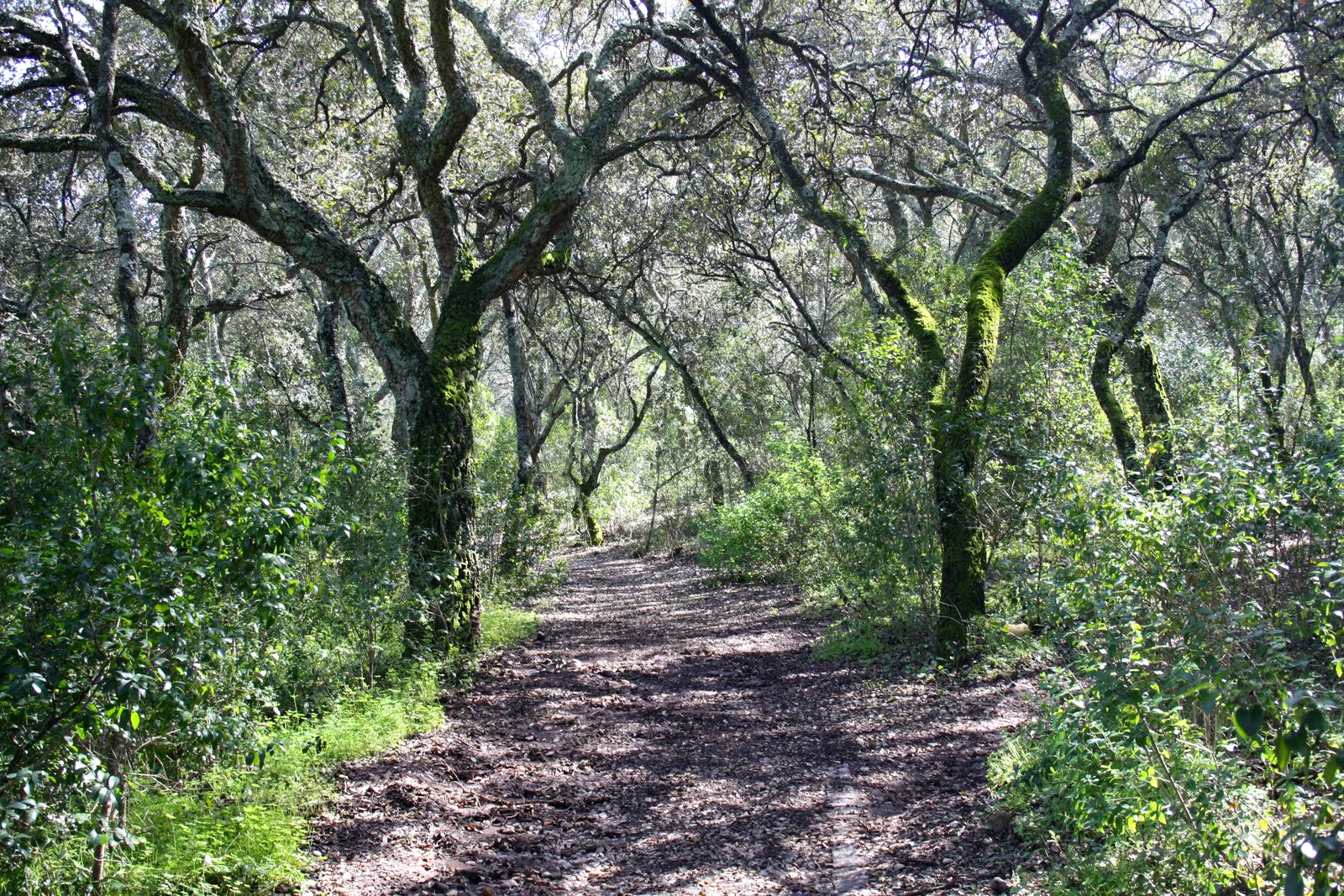 Parque Florestal de Monsanto | Turismo en Portugal