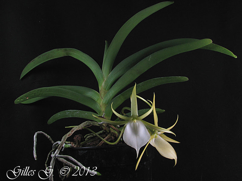 Les orchidées Angraecoid (Angraecinae): Angraecum praestans Schltr. (1925)