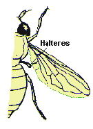 InSeCtOs: ALAS Y SUS TIPOS...