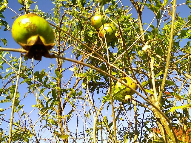 Andanças: Romã: uma fruta adorável. Suco de romã: indescritível