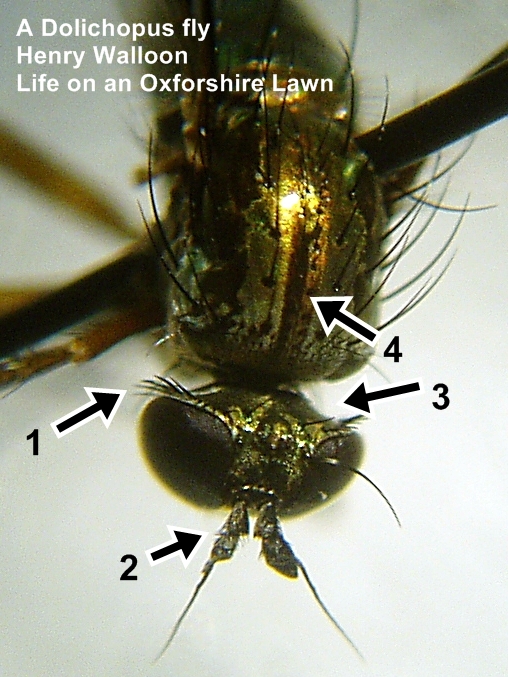 Life On An Oxfordshire Lawn