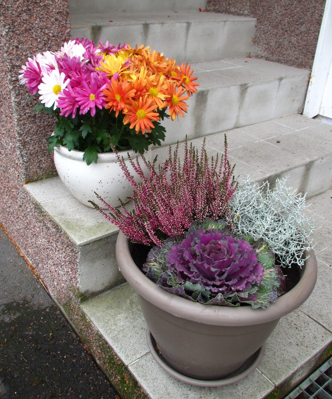 Hiekkiksen hienoudet: Syyskukat ilmestyivät pihamaalle