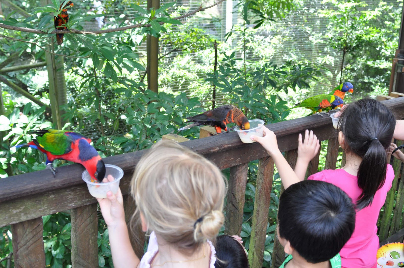 Singapore 2011 - Jurong Bird Park