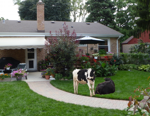 Cookistry: Niwot Okays Backyard Cows