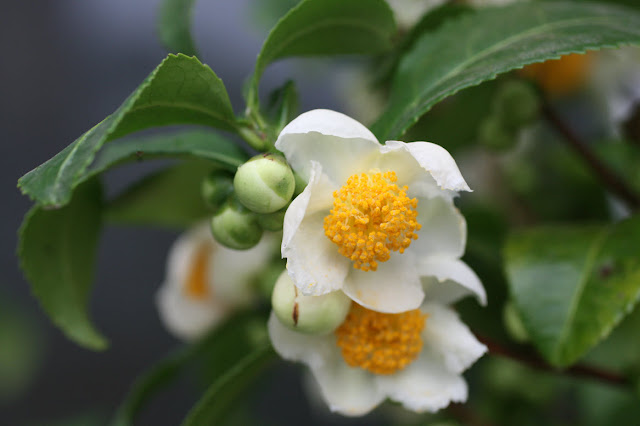 Steph's Cup of Tea: Tea Flowers