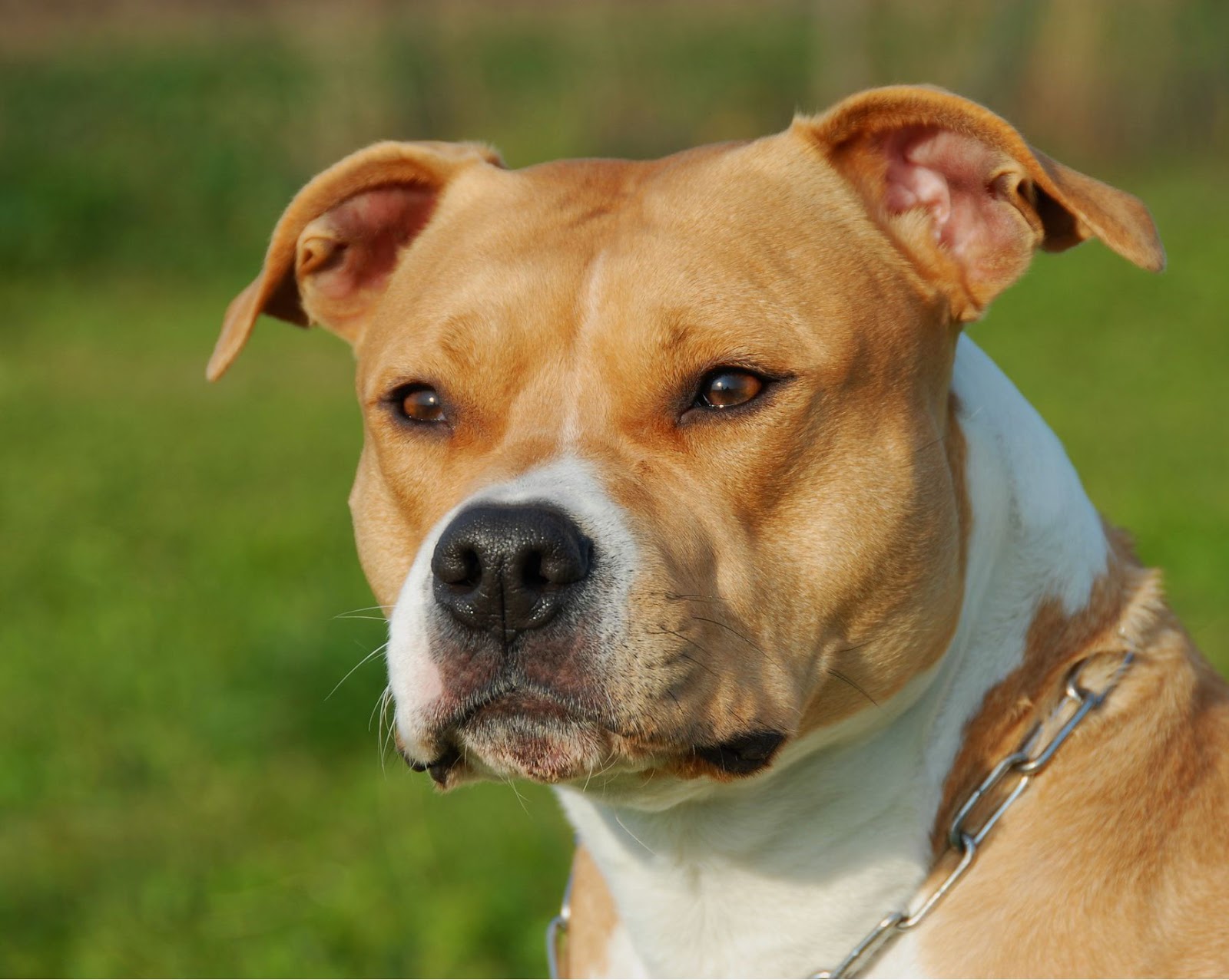 Imágene Experience: 5 fotografías del perro Terrier Americano Staffordshire