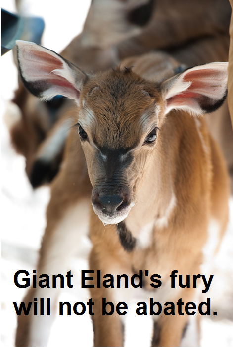 Disgruntled Animals Teach SAT Vocabulary