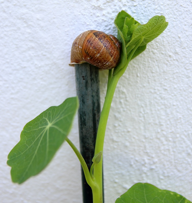Nasturtiums and Snail's Shells
