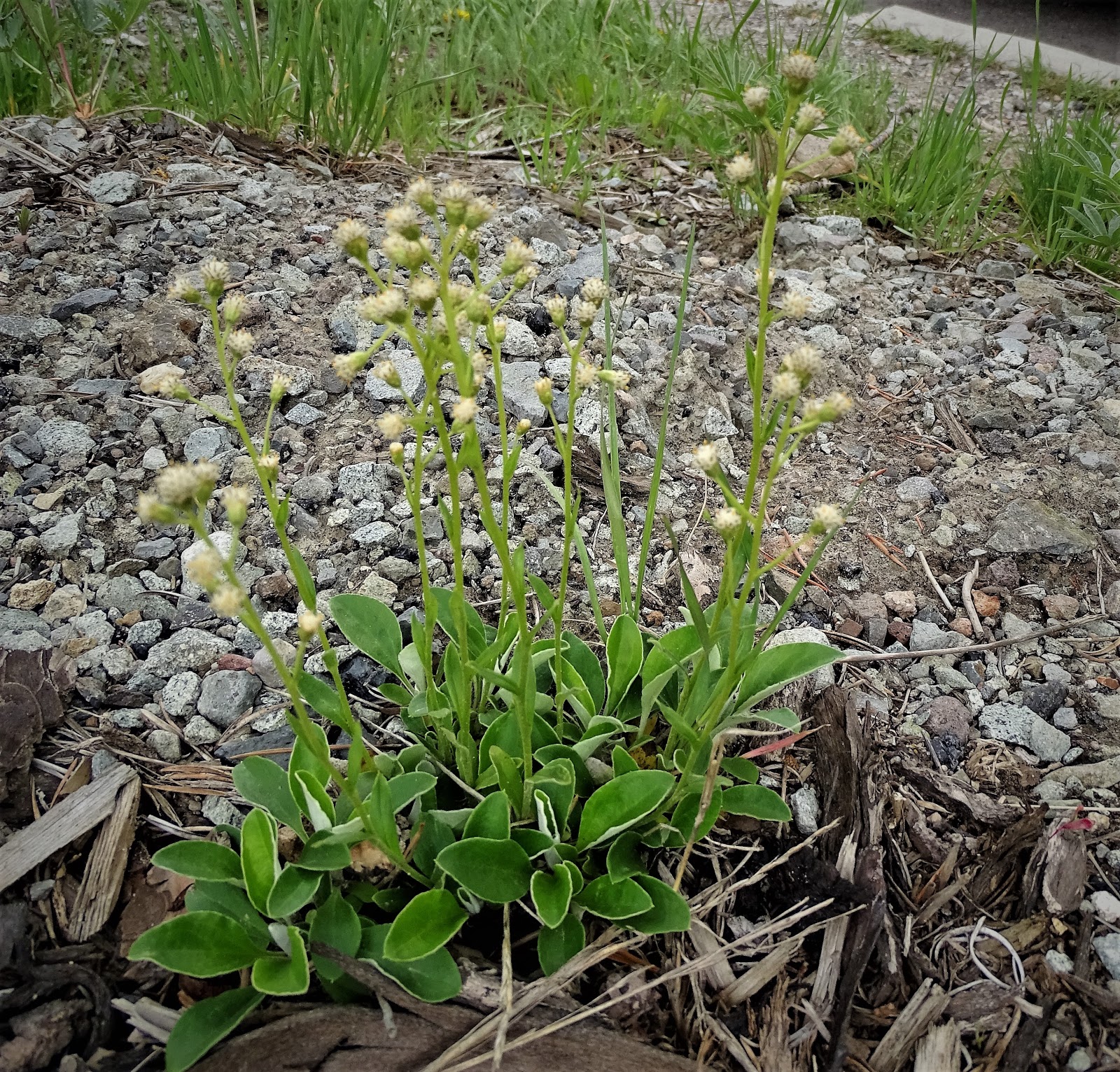 Prairiebreak: An album with a floral few gems from Northwestern Wyoming ...