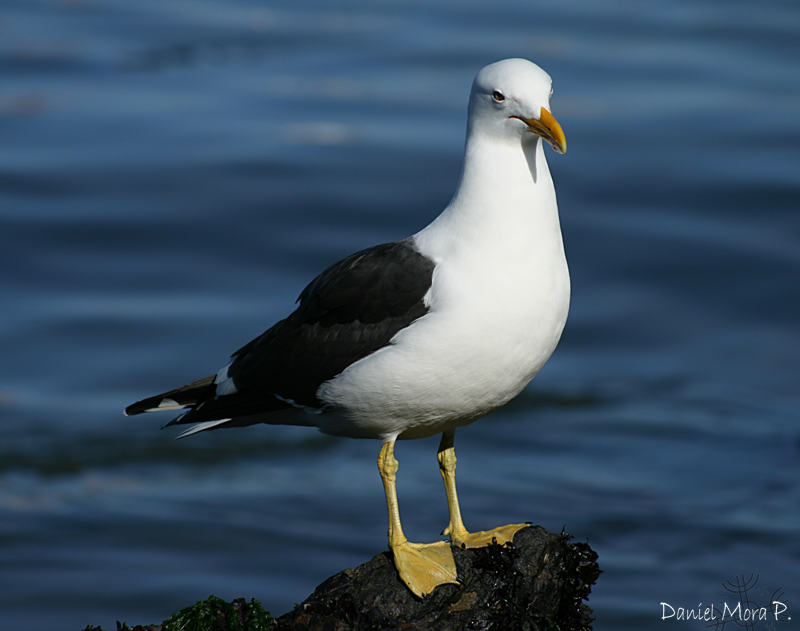 Aves en Talcahuano: GAVIOTA DOMINICANA (Larus dominicanus)