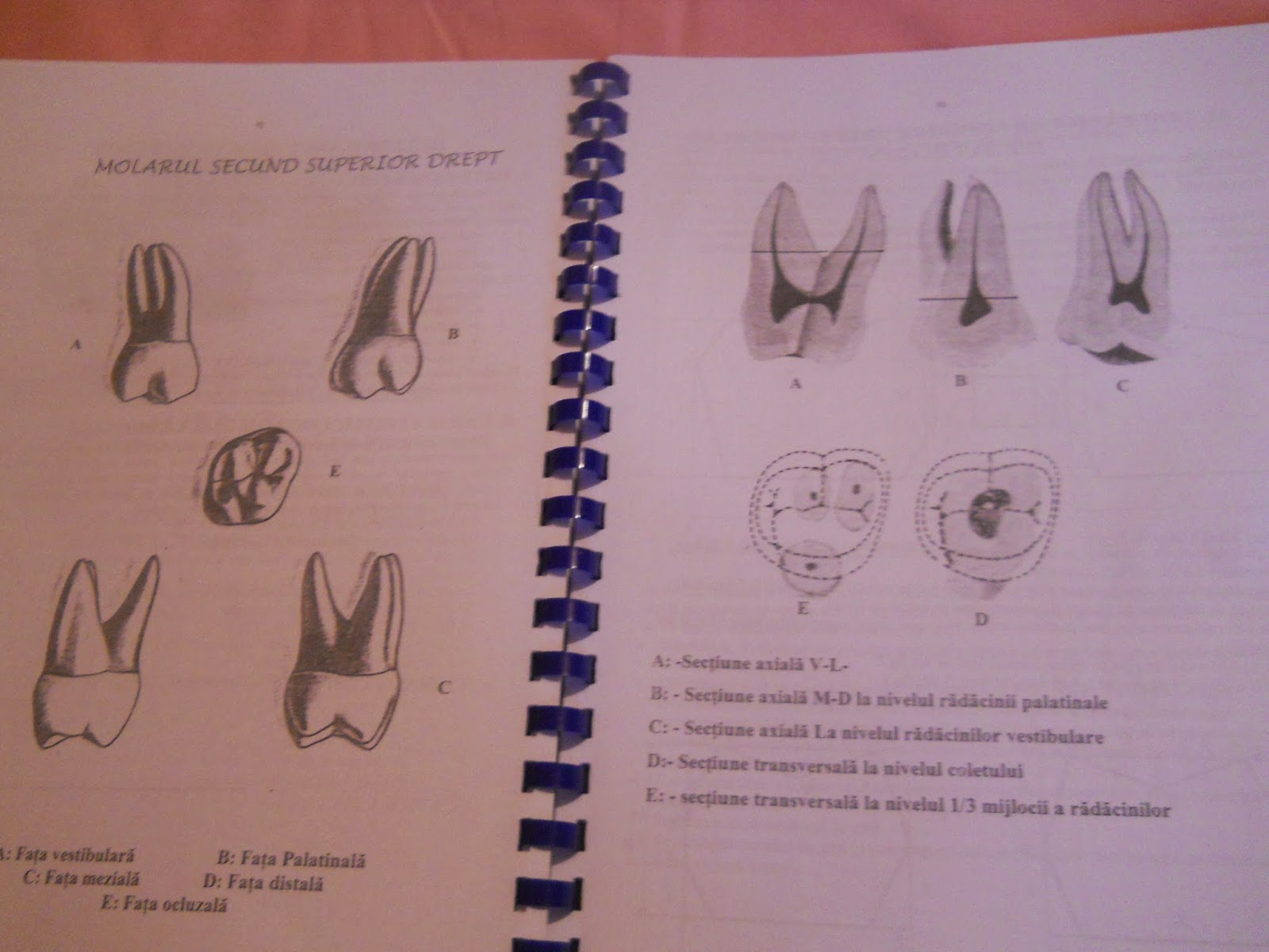 Stud-dent la Facultatea de Medicina Victor Papilian: SEMIOLOGIA ŞI ...