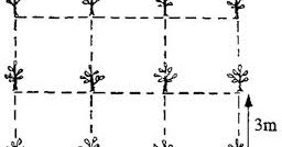 Have Fun Class: ORCHARD GARDENING