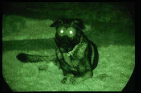 Sciencuriosities: VISIÓN CANINA: En color y mejor de lo que se piensa.