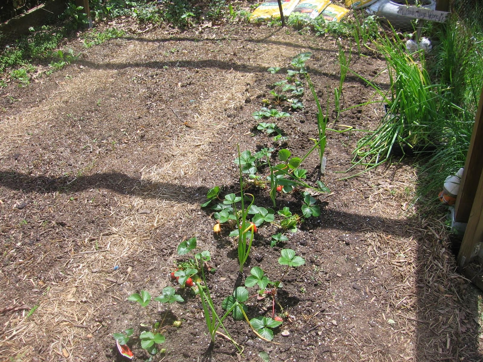 Ode To A Strawberry Patch - Farming Your Yard
