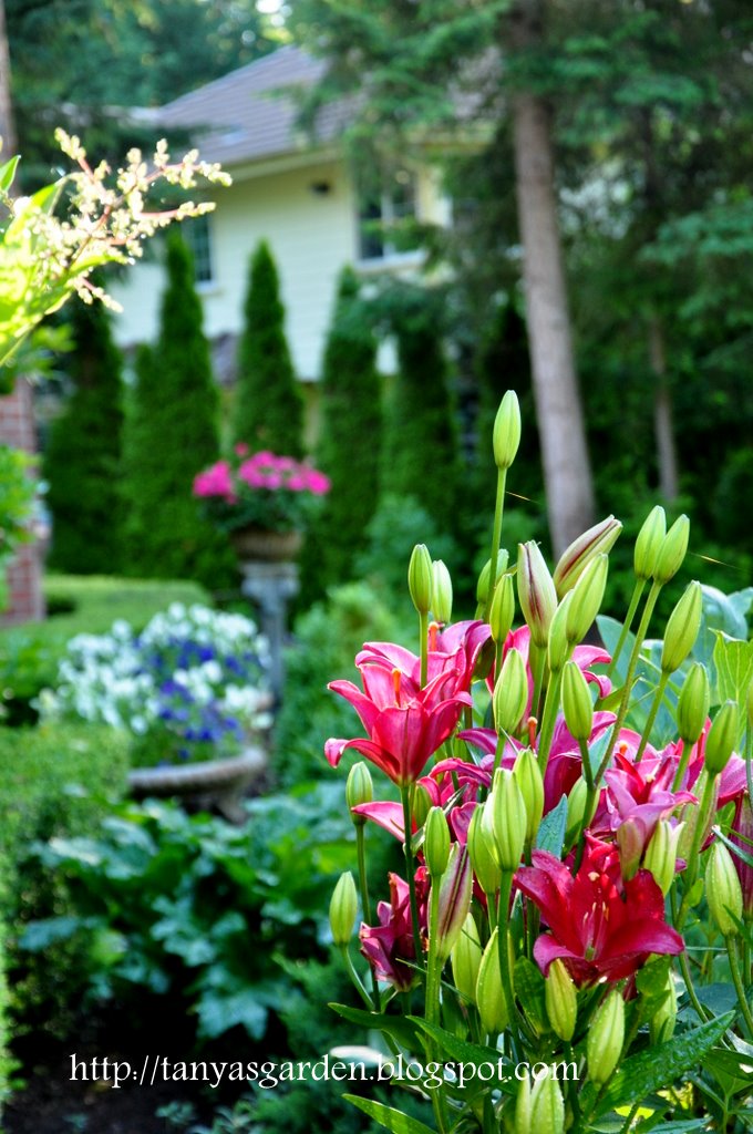 MySecretGarden: My Front Garden in July