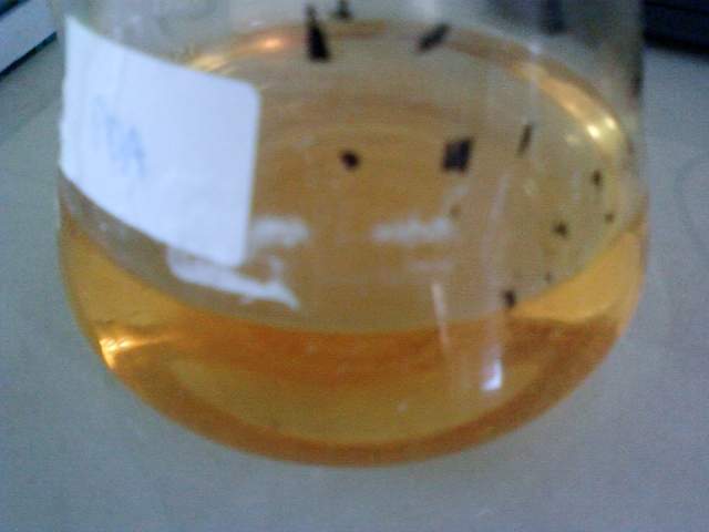 MEDIA PERTUMBUHAN MIKROBA | YANJUZ