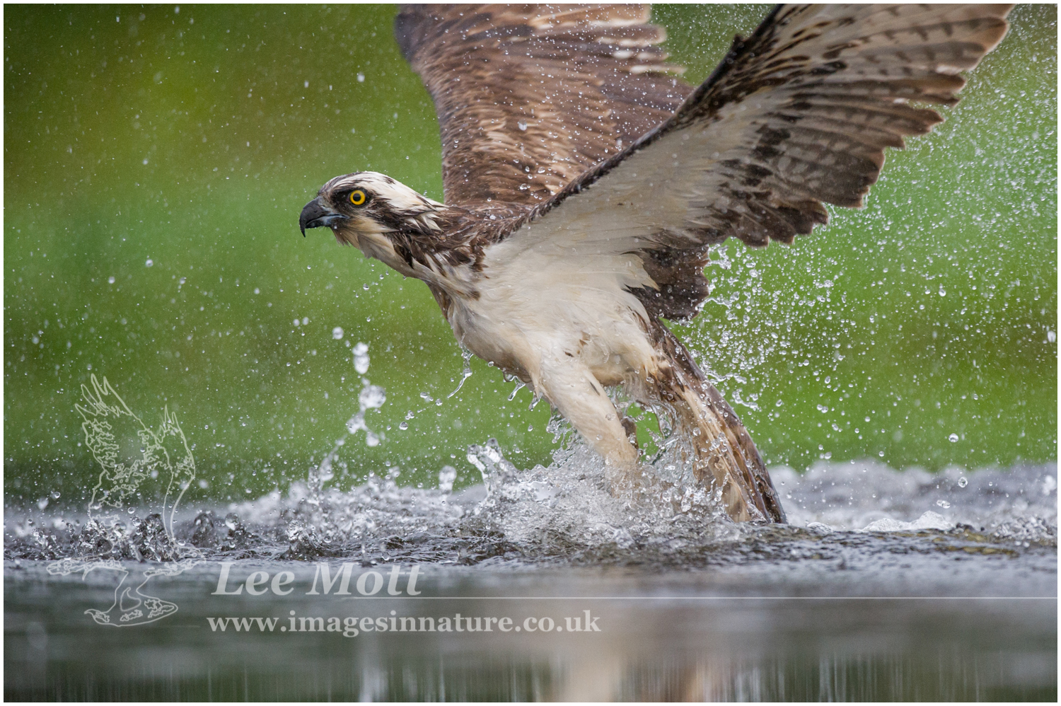 Lee Mott Photography