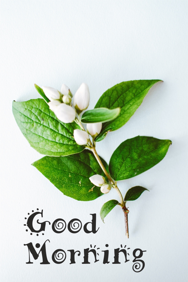 111 GREETINGS FOR - GOOD MORNING QUOTES