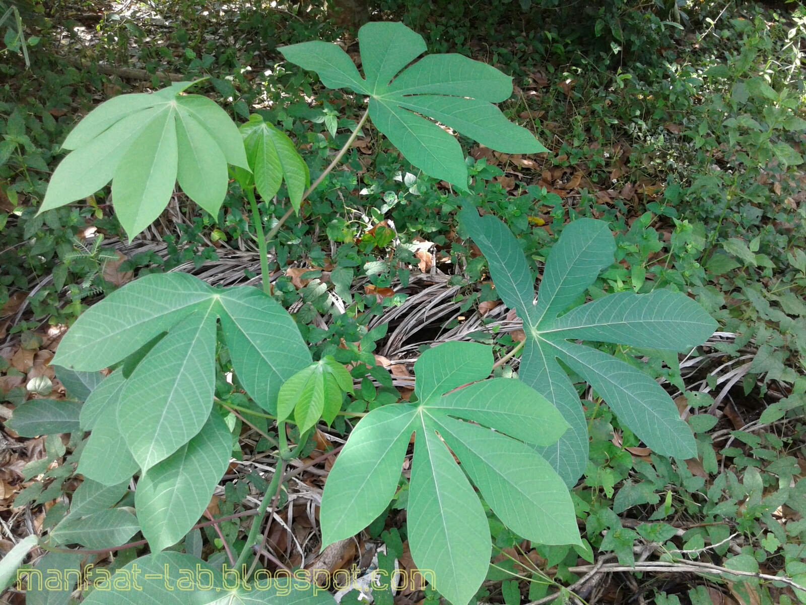 Daun singkong serta manfaatnya - Manfaat-Lab
