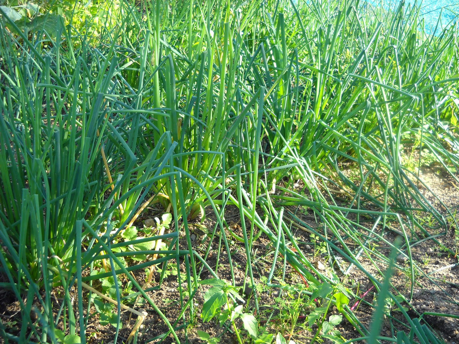 HORTA À PORTA: ALLIUM SCHOENOPRASUM (CEBOLINHO)