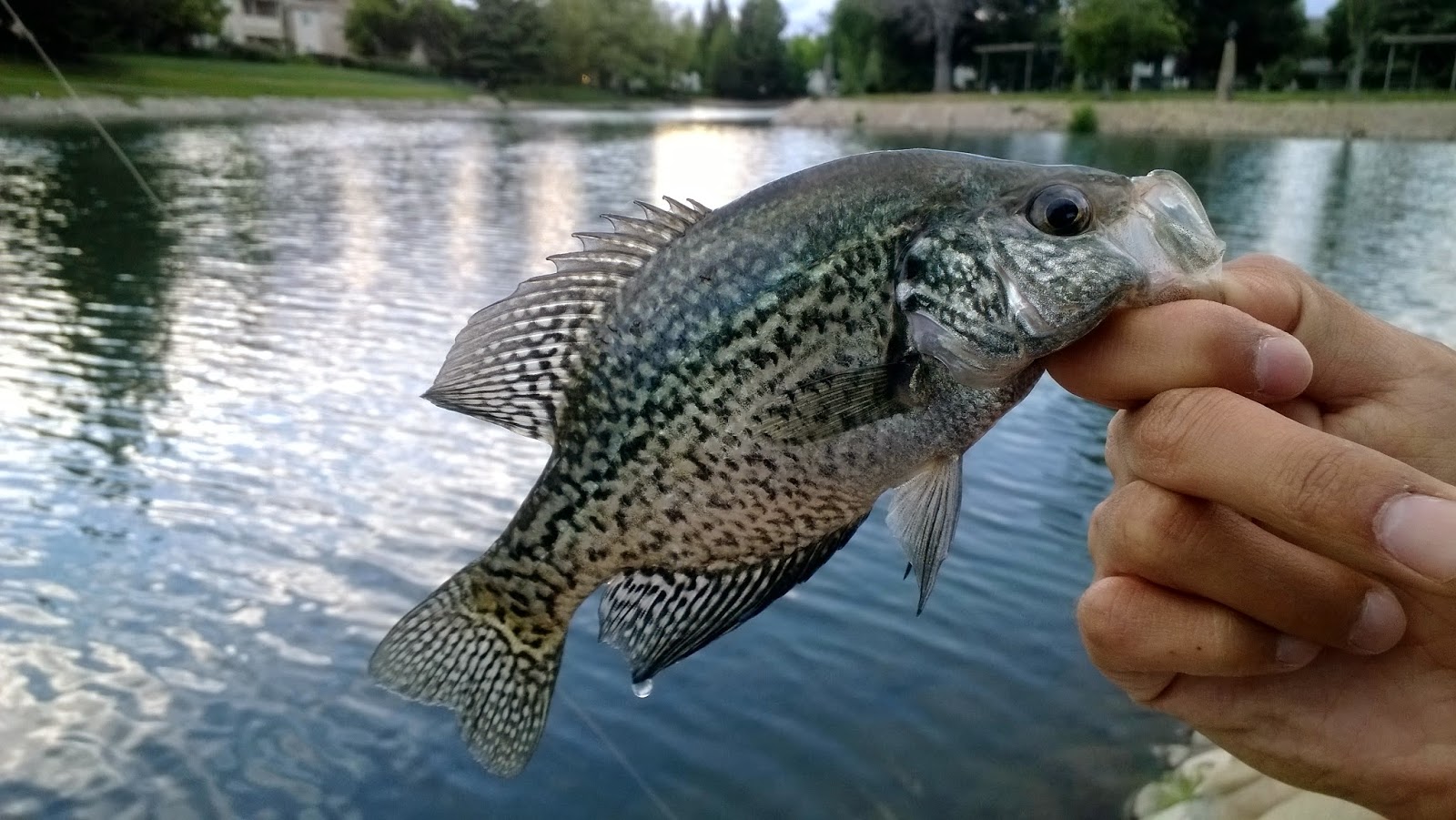 Beautiful Spring – Keep Calm and Fly Fish