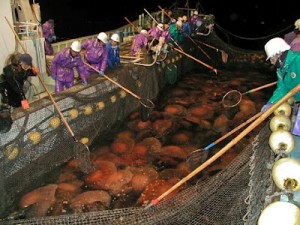 Gambar Obor-Obor Gergasi Saiz Manusia - 1malaysianews