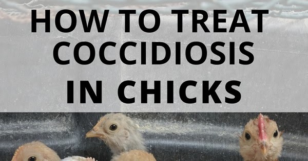 Treating coccidiosis in chicks - Murano Chicken Farm