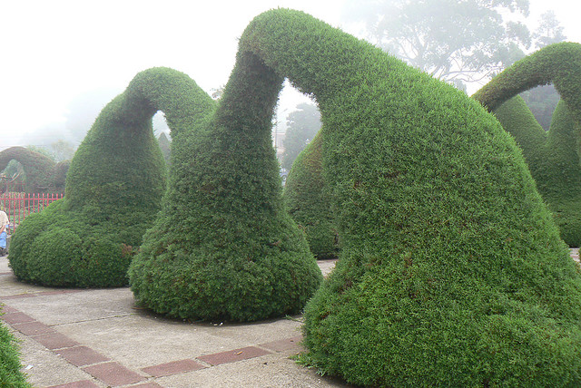 Ağaç Budama Sanatı:Topiary | Bahçe ve Peyzaj Malzemeleri