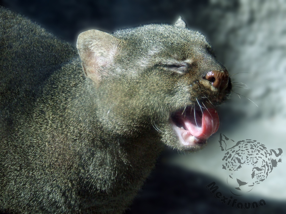MEXIFAUNA: El JAGUARUNDI (Herpailurus jaguarundi)