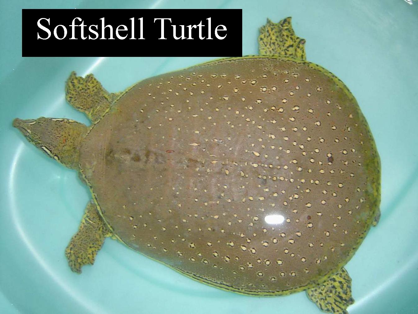 Food as Medicine - The Language of Life: Turtle, Turle, Turtle