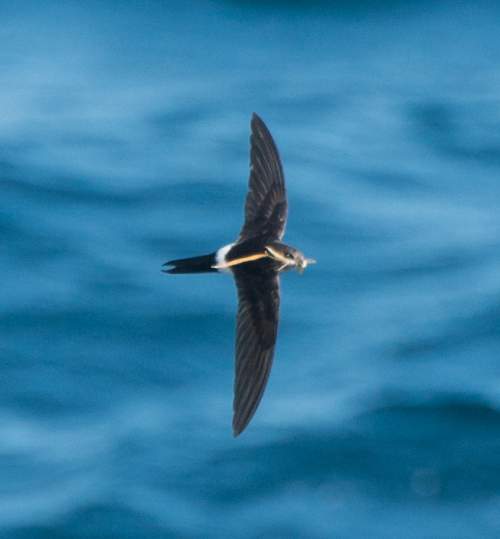 Pacific swift | Birds of India | Bird World
