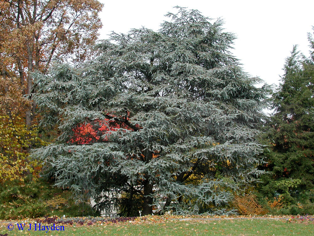Cedro Azul Del Atlas