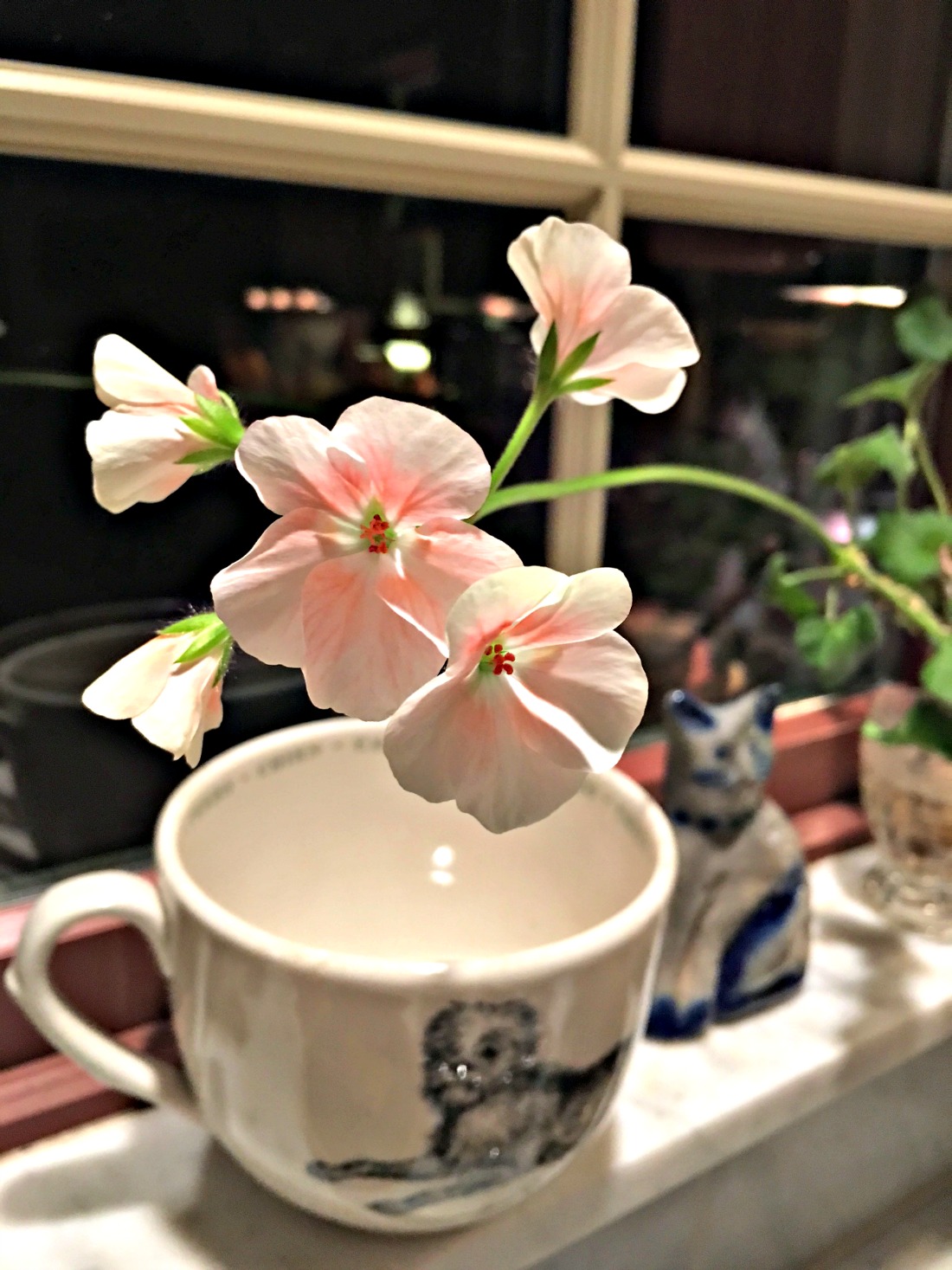 Content in a Cottage: Winter Geranium in My Kitchen Window