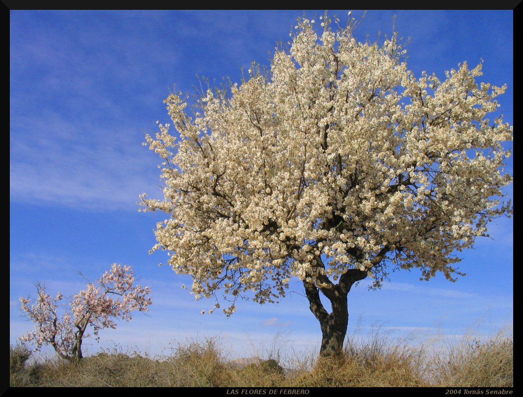 Árbol de almendro | BLOG DEL SEXTO CURSO. TERCER CICLO.