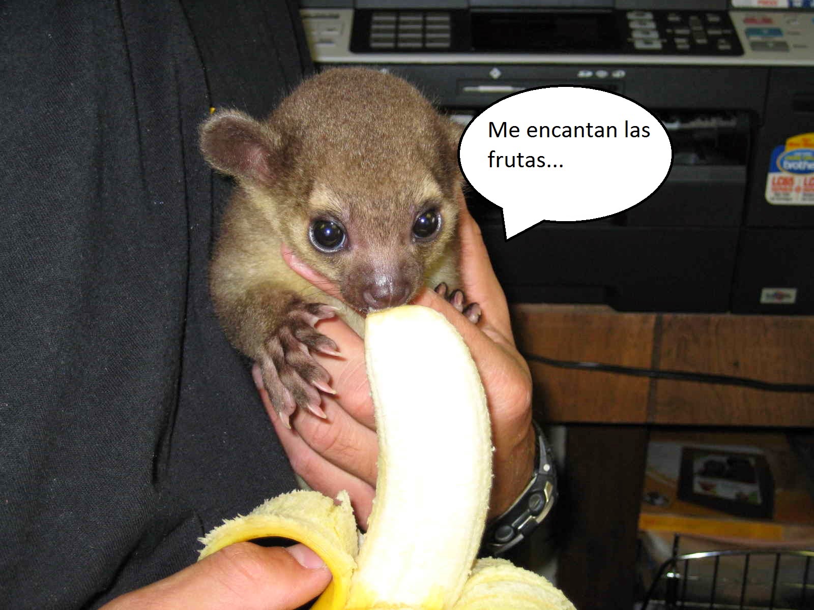 Diversidad de Patas: El Animal Más Cuchi