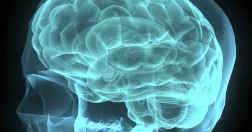 Humans Brains Wired for Visual Perception