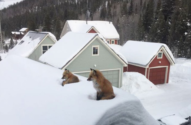 White Wolf : How two adorable foxes got on a man's roof and surprised him