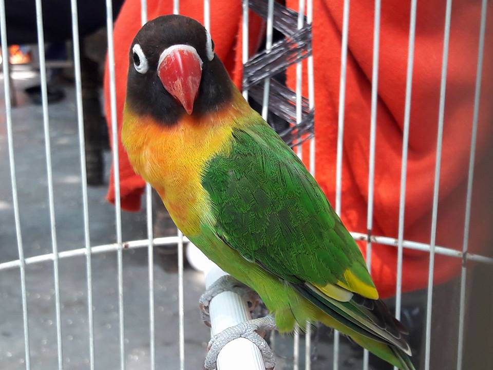 10 Gambar lovebird Dakocan dan harga terbaru - Sukses-Lovebird&Kenari