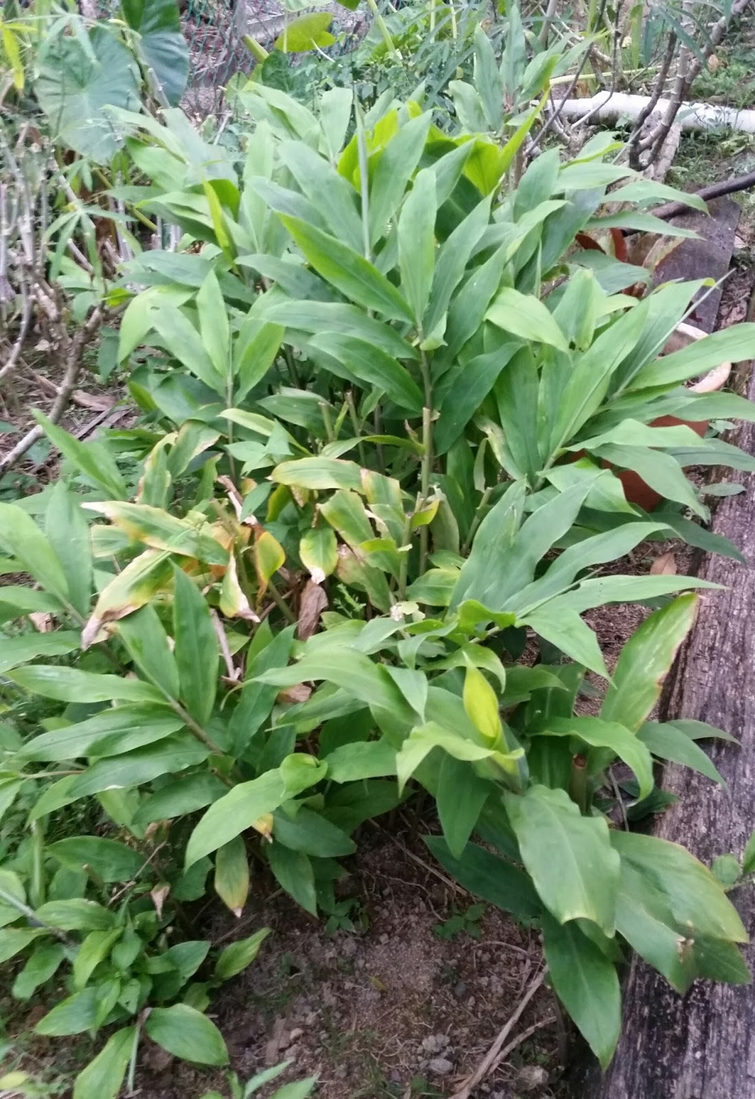 Warisan Petani: Pokok Lempuyang.