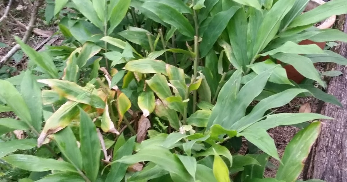 Warisan Petani: Pokok Lempuyang.