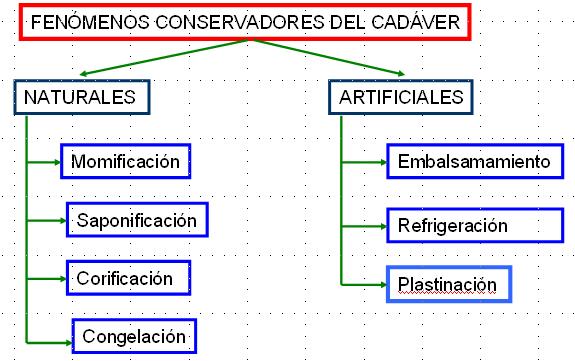 Momificación, saponificación, corificación, congelación ...