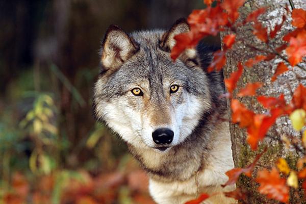 White Wolf : Breathtaking photos of wolves in the woods during the ...
