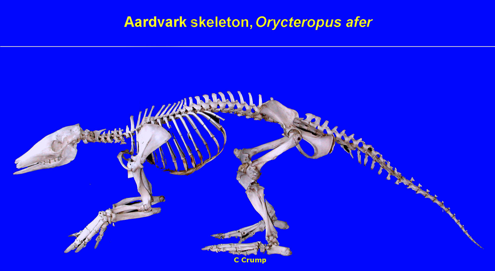 Evolutionary Vertebrate Zoology: Evoluční specialisti na planetě ...